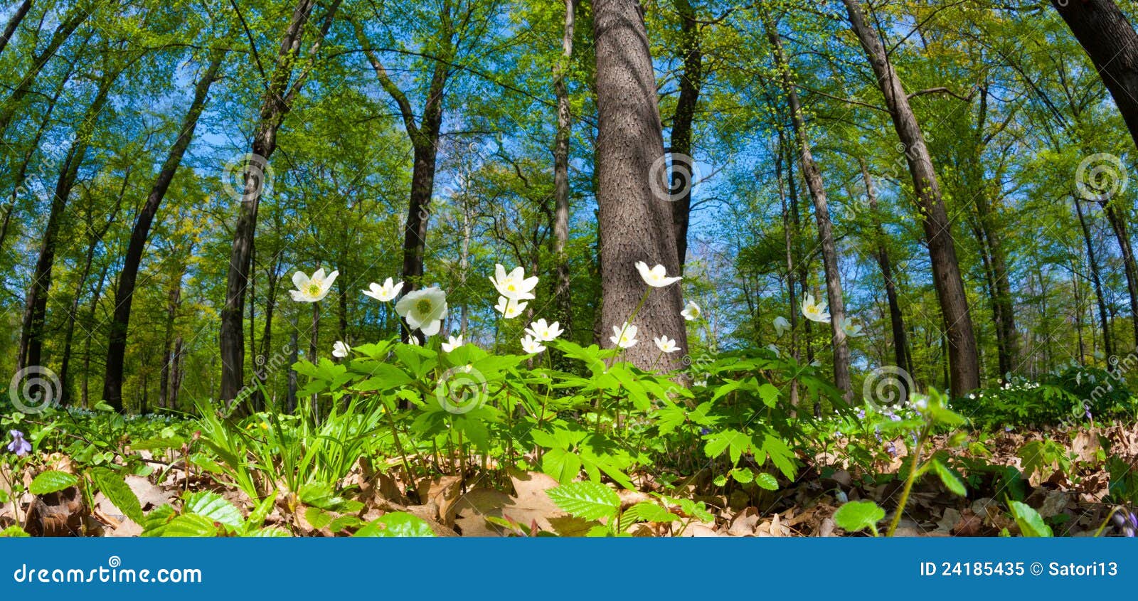 Spring time in park stock image. Image of path, relaxed - 24185435