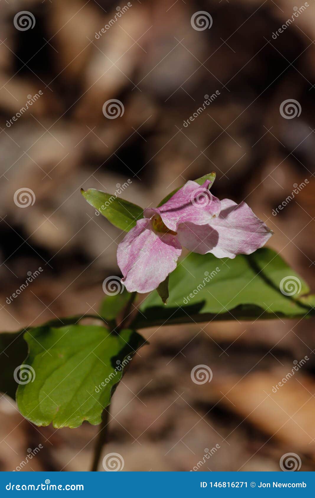 Spring Time Pink Trillium Wild Flower Close Up. Stock Image - Image of ...