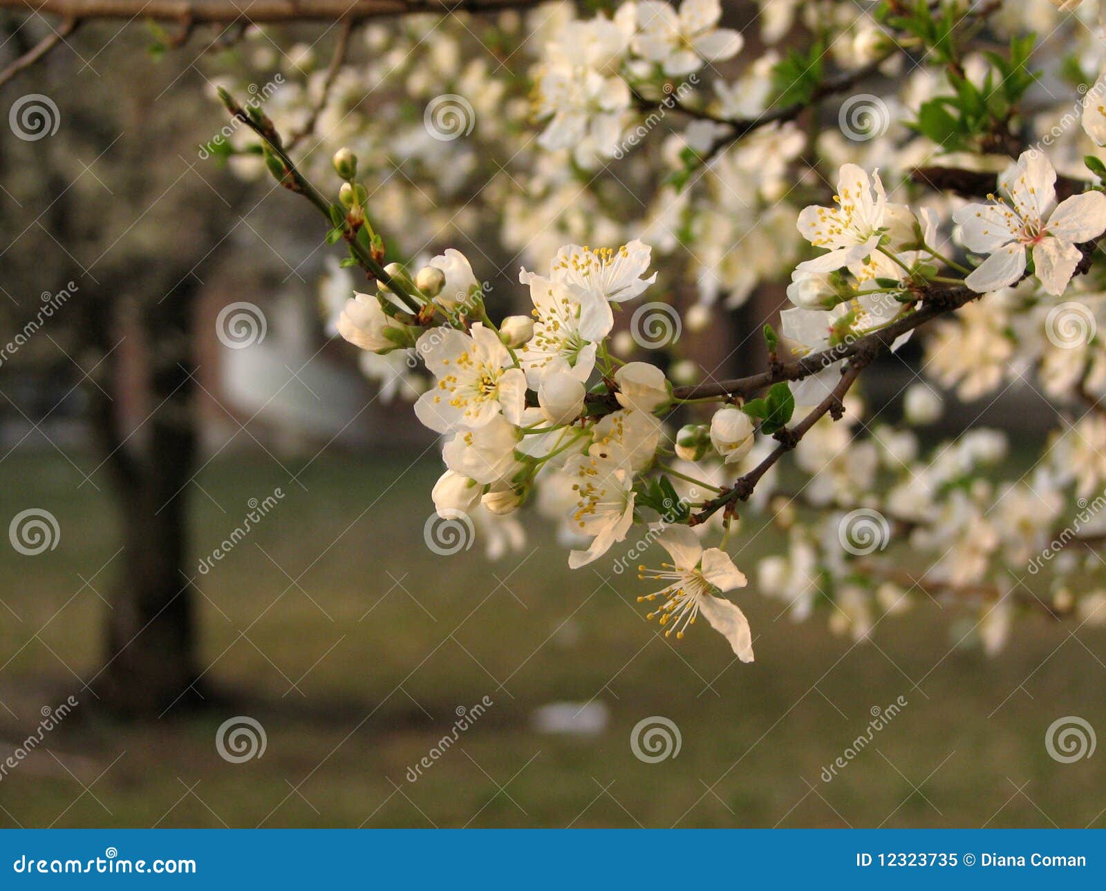 Spring time - plum flowers stock image. Image of flora - 12323735