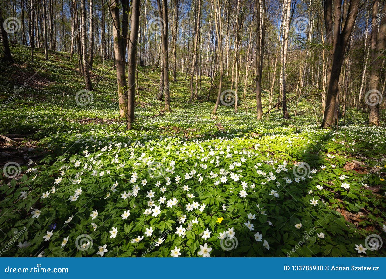 Spring Time in the Polish Forest Stock Photo - Image of outdoor, time ...