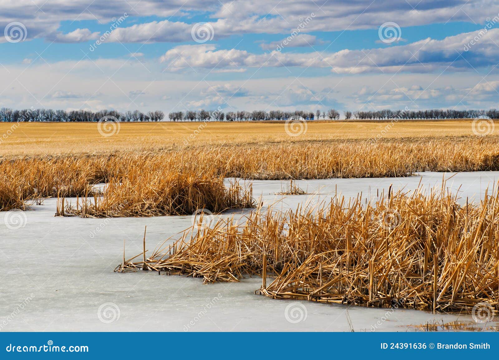 Spring Time in the Prairies Stock Photo - Image of spring, cold: 24391636