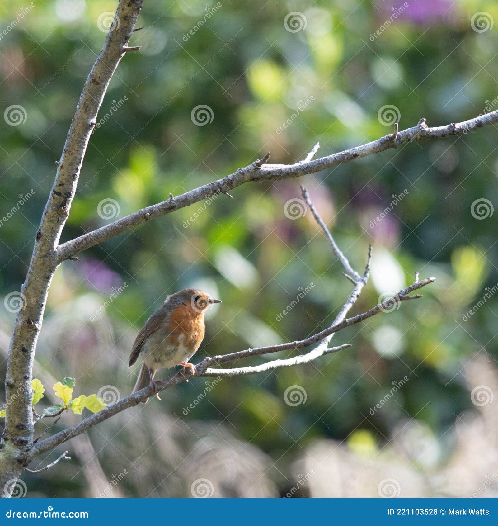 Spring time robin stock photo. Image of bird, robin - 221103528
