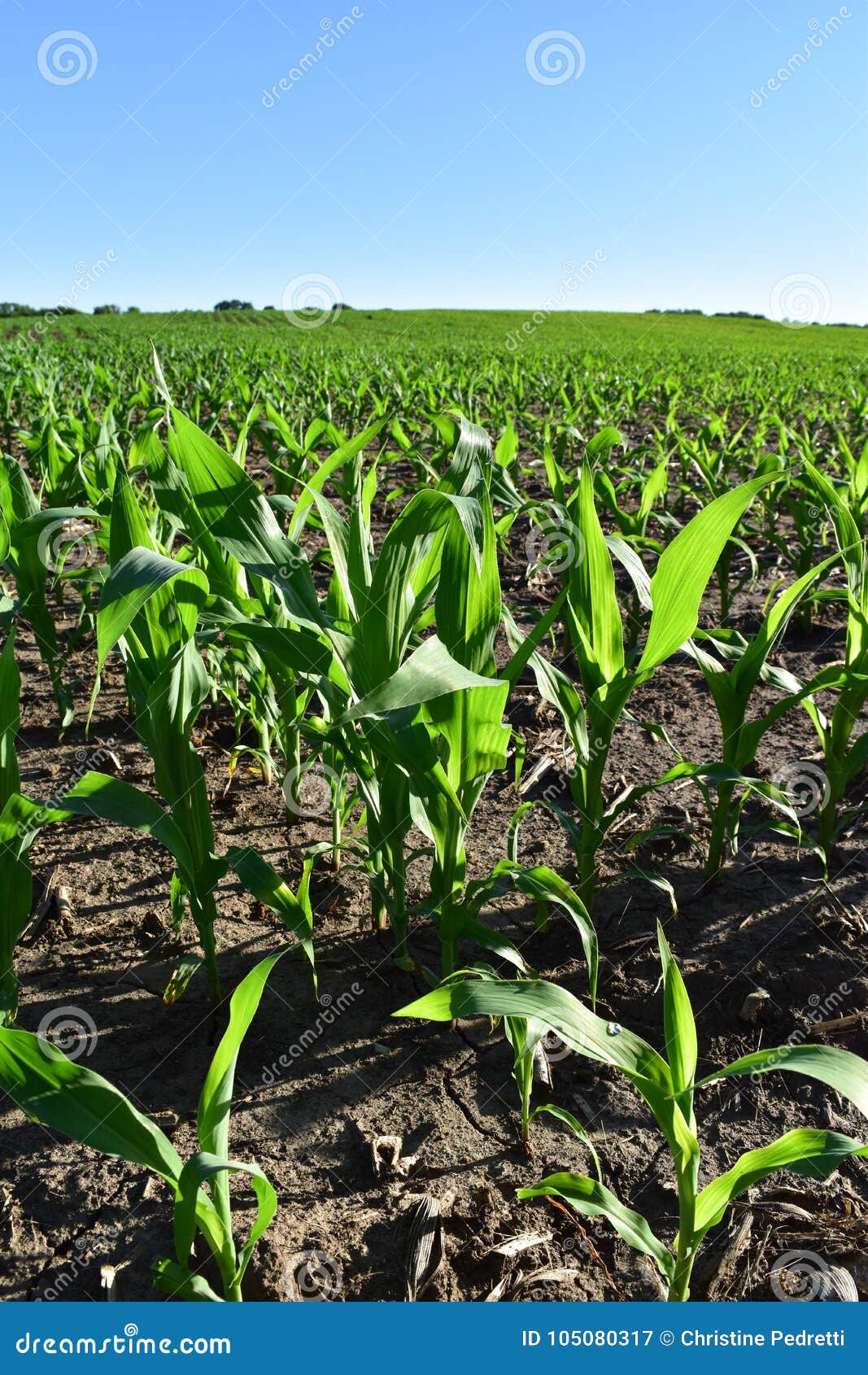 Seedling Corn Plants in a Field Stock Image - Image of spring, time ...