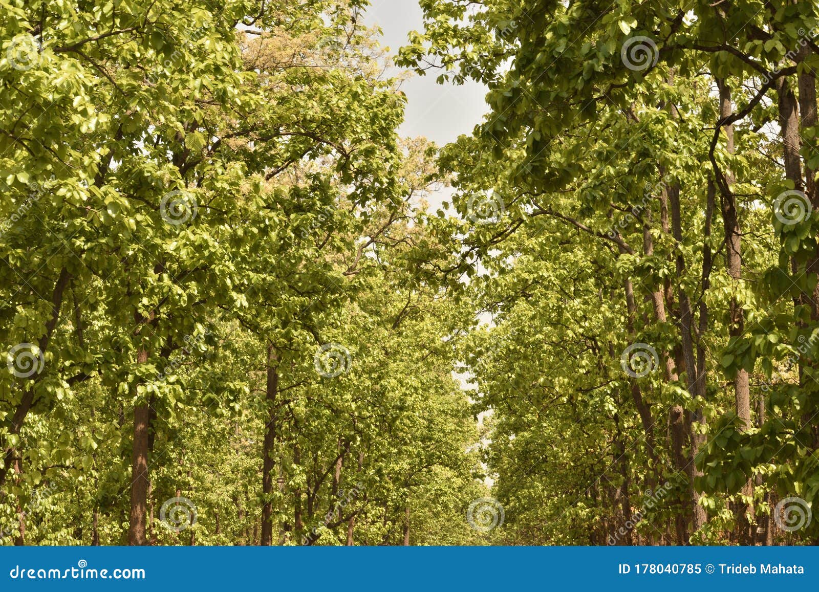 Spring Time Sal Tree or Spring Time Nature Stock Image - Image of view ...