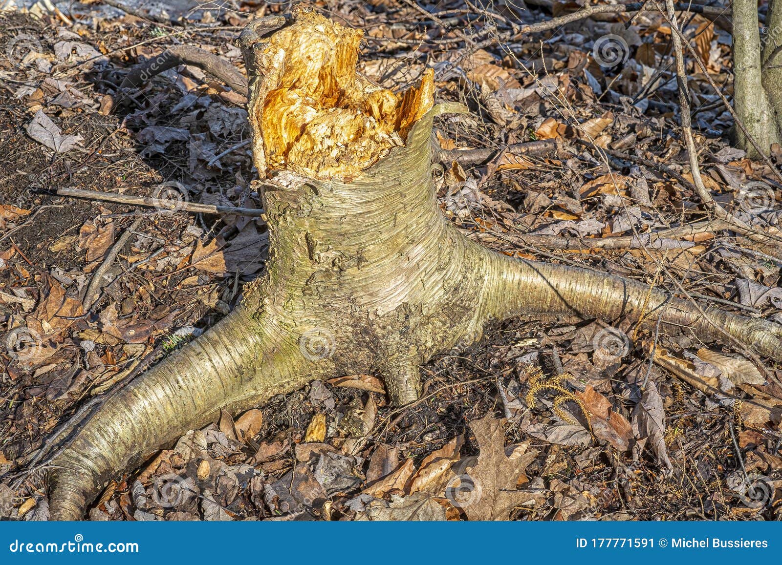 Broken Three Trunck at Spring Time with Leaves Stock Image - Image of ...