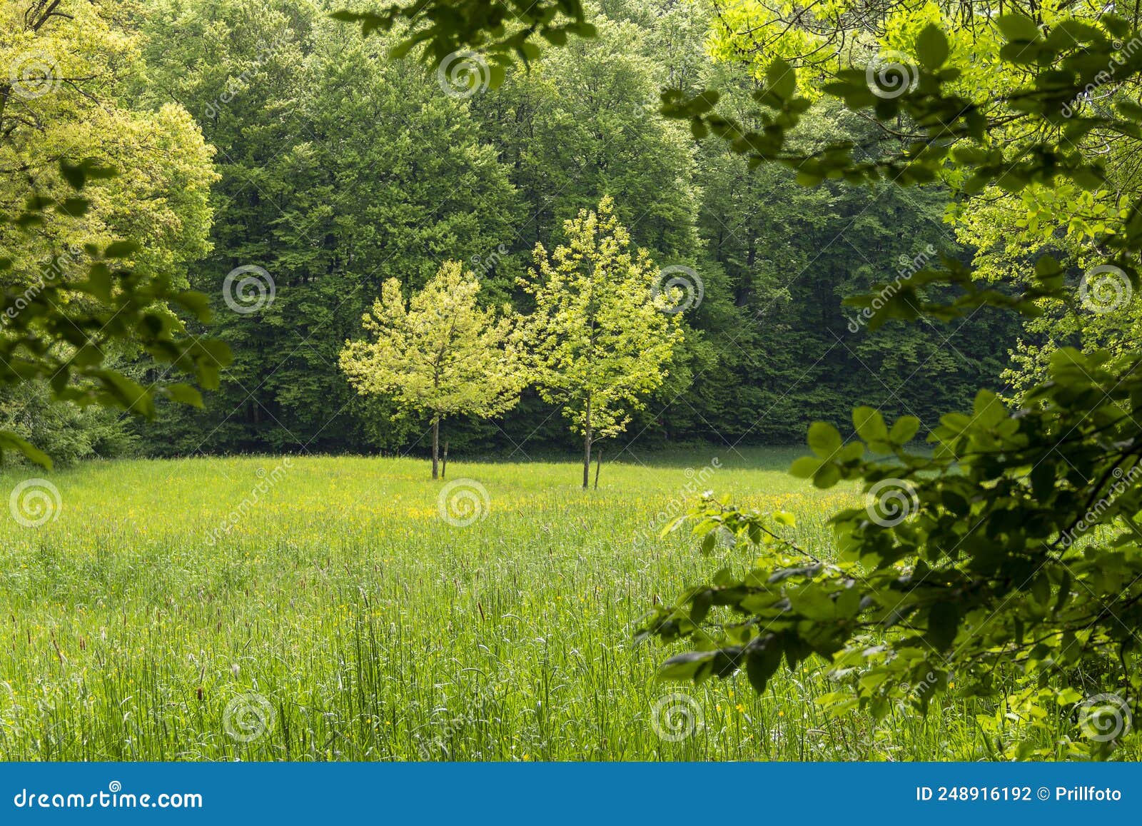 Spring time scenery stock photo. Image of leaf, spring - 248916192