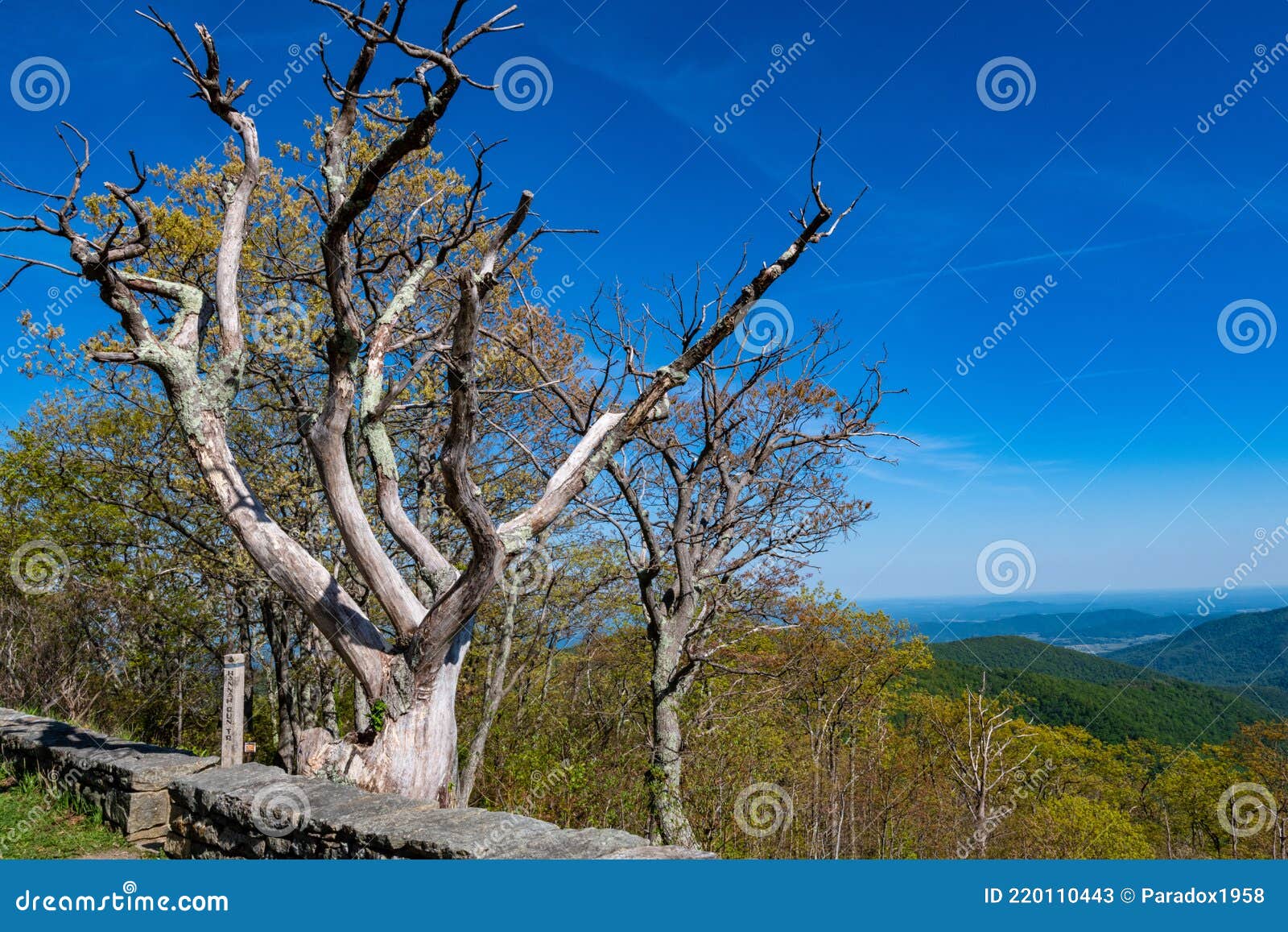 Spring Time in Shenandoah National Park Stock Image - Image of ...