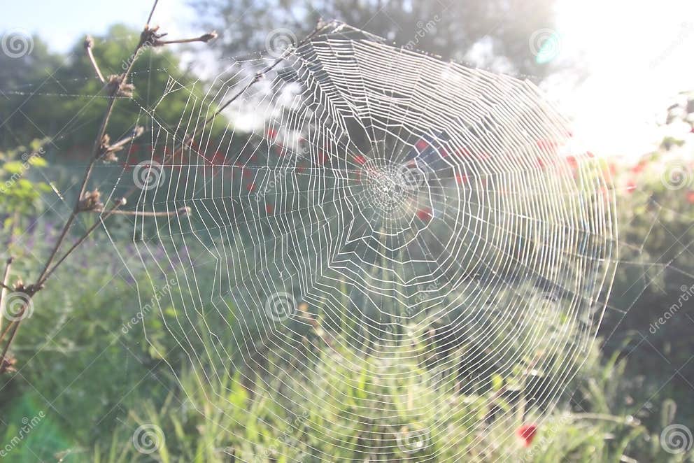 Spring time, Spider Web stock photo. Image of pattern - 107960804