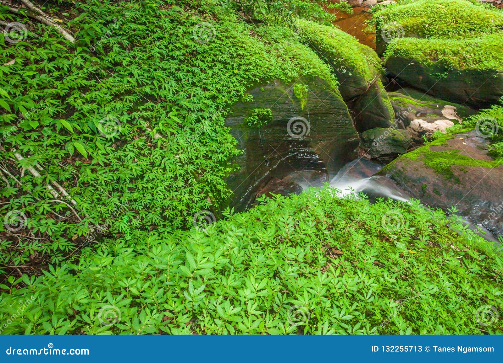 Spring Time. Spring Flush of Leaves on Deciduous Sandstone and S Stock ...