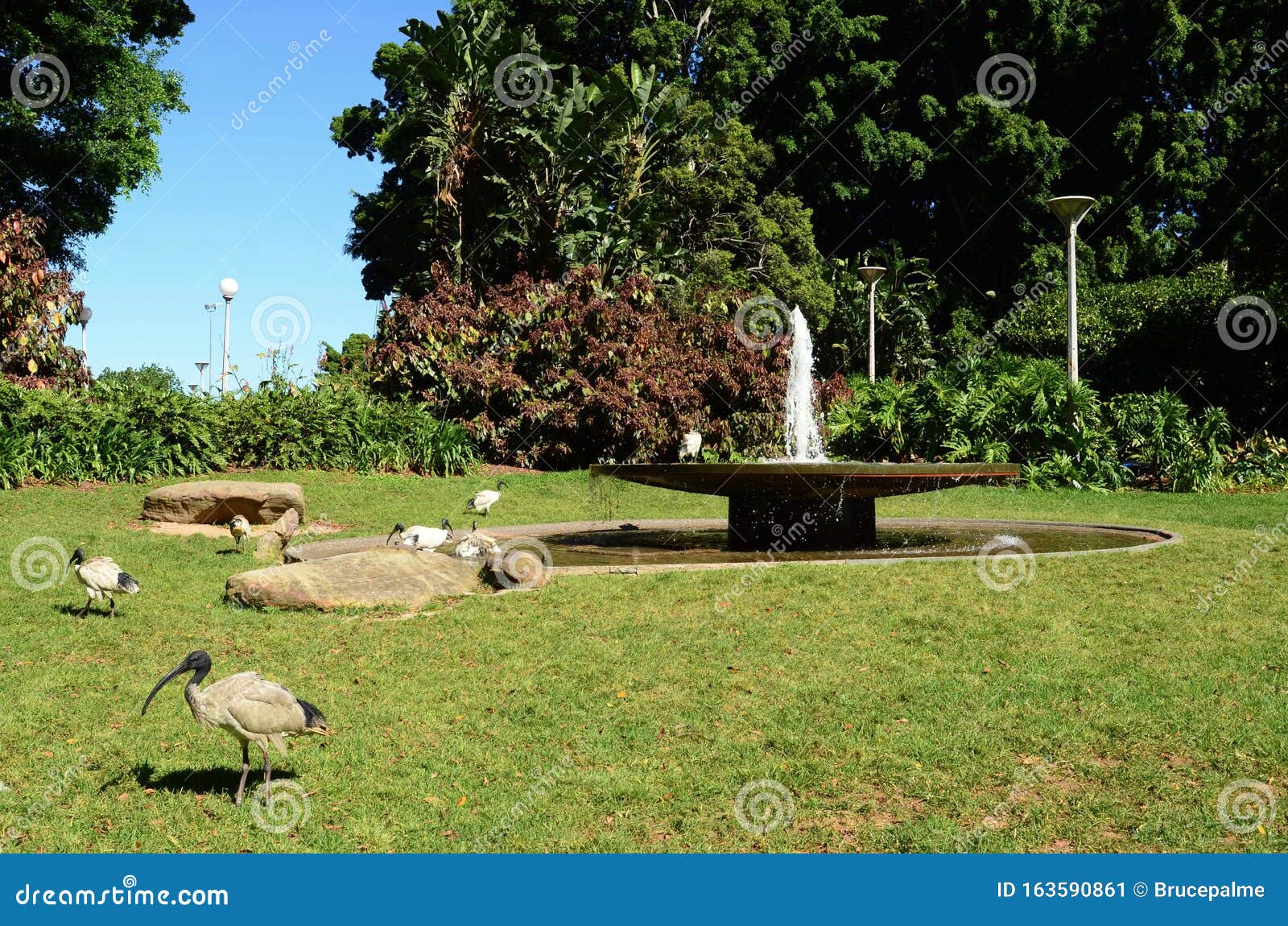 Spring Time in Hyde Park, Sydney Stock Image - Image of ibis, australia ...
