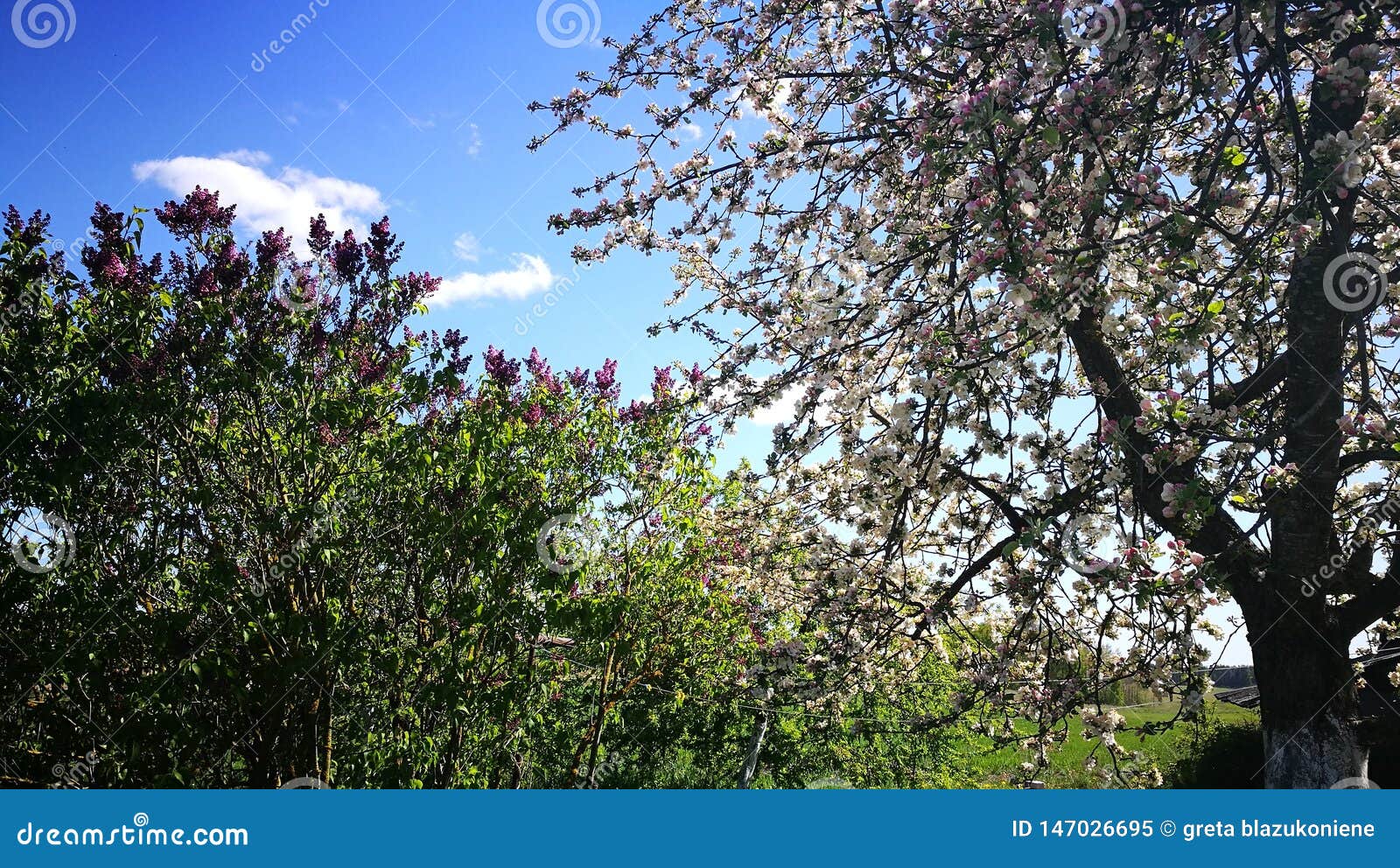 Spring time stock image. Image of green, blooming, village - 147026695
