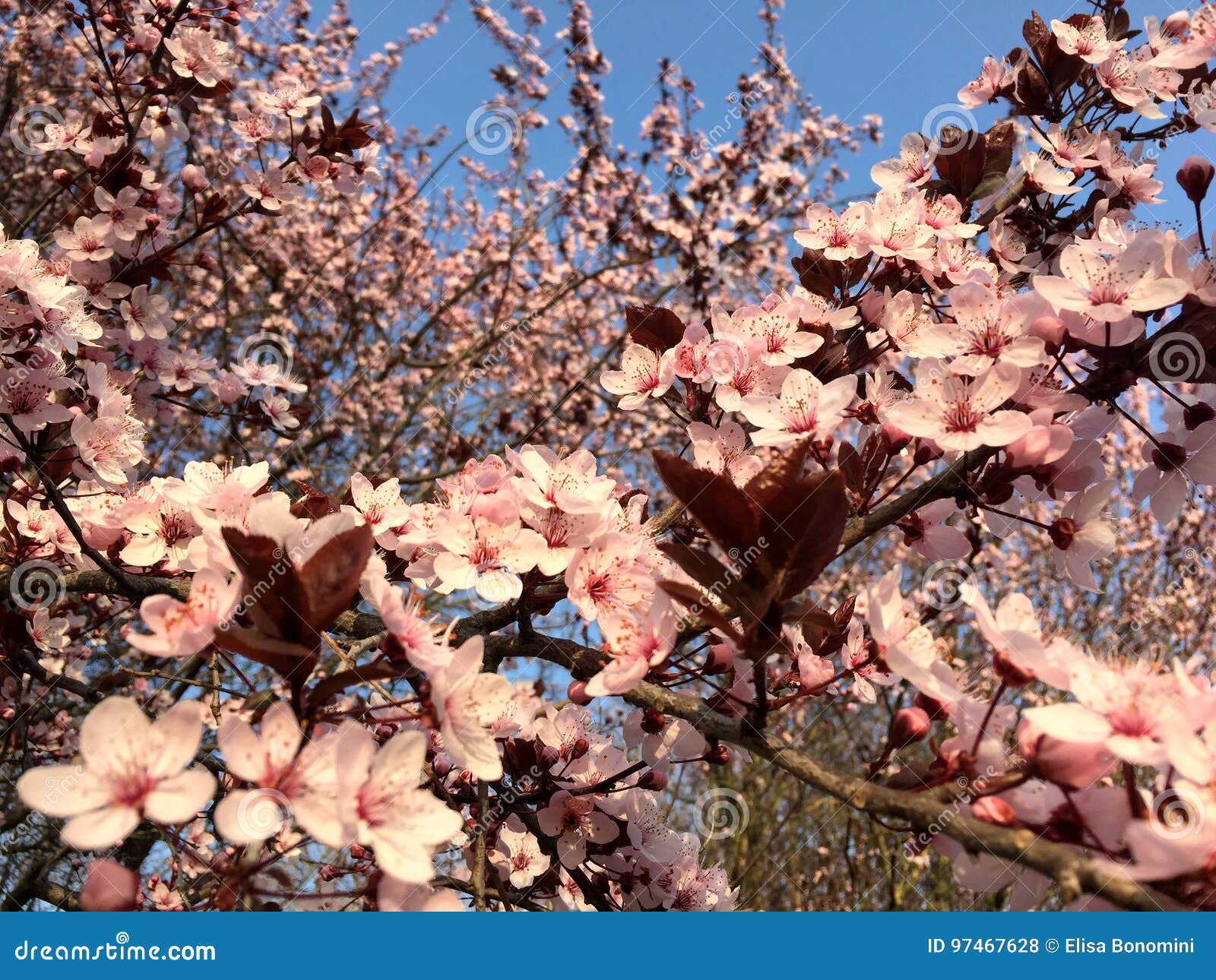 Spring Time, Trees in Bloom, Pink Flowers Stock Photo - Image of small ...