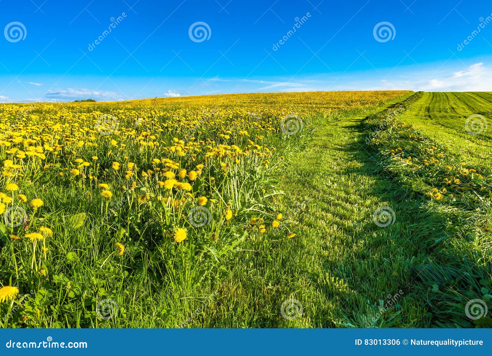 Spring time stock photo. Image of land, light, background - 83013306