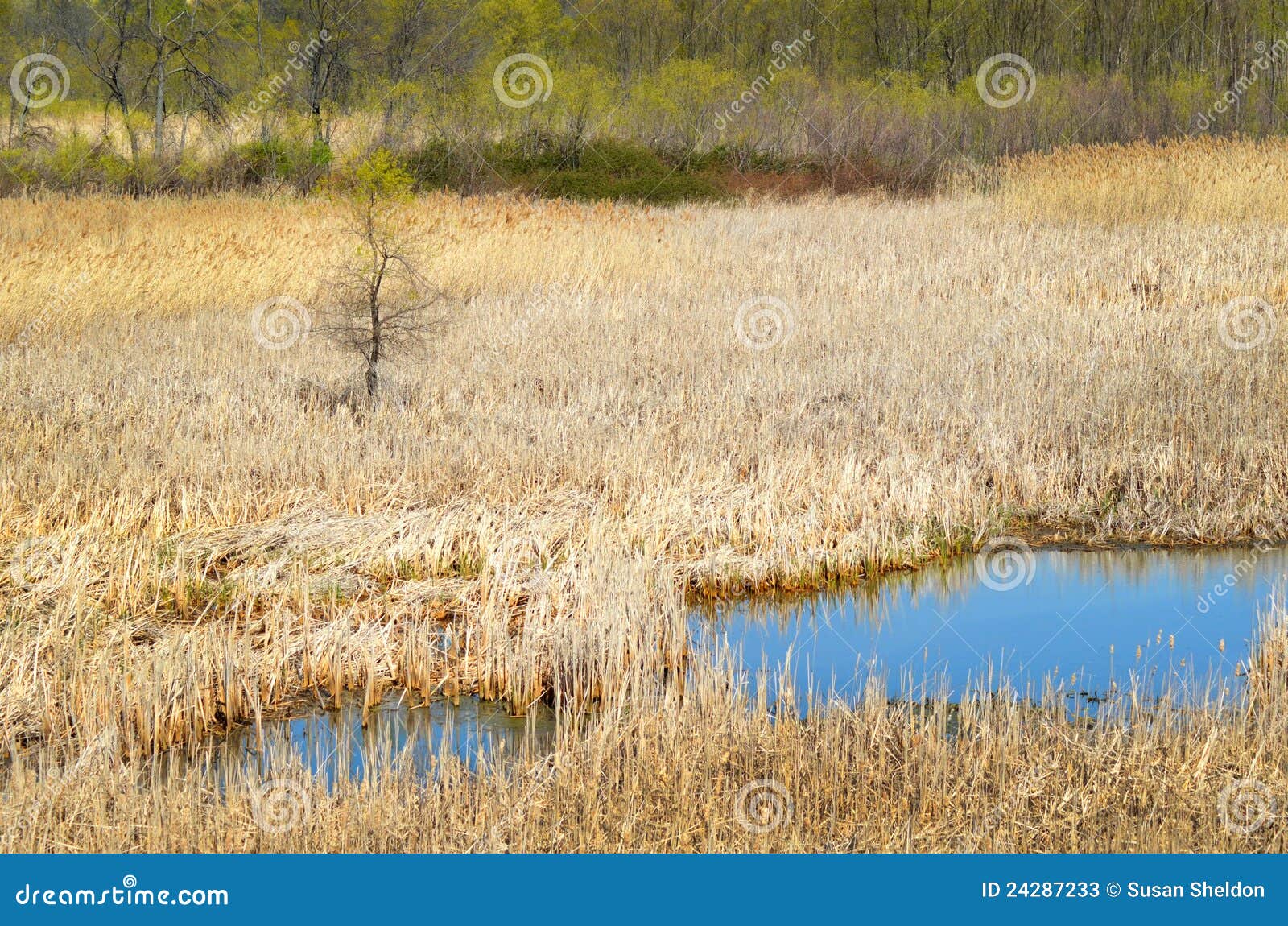 Spring time wet lands stock image. Image of green, wetlands - 24287233