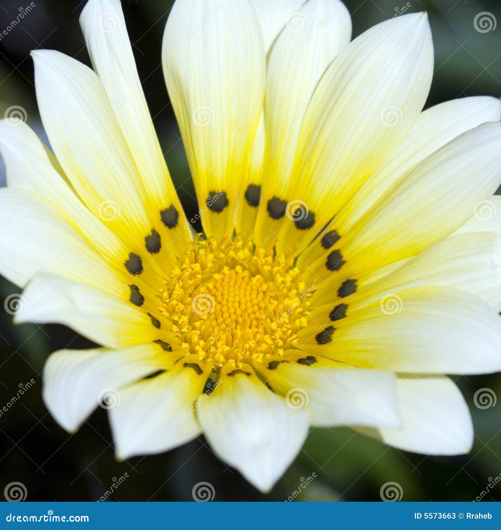 Spring Time - White Flower Macro Stock Image - Image of black, macro ...