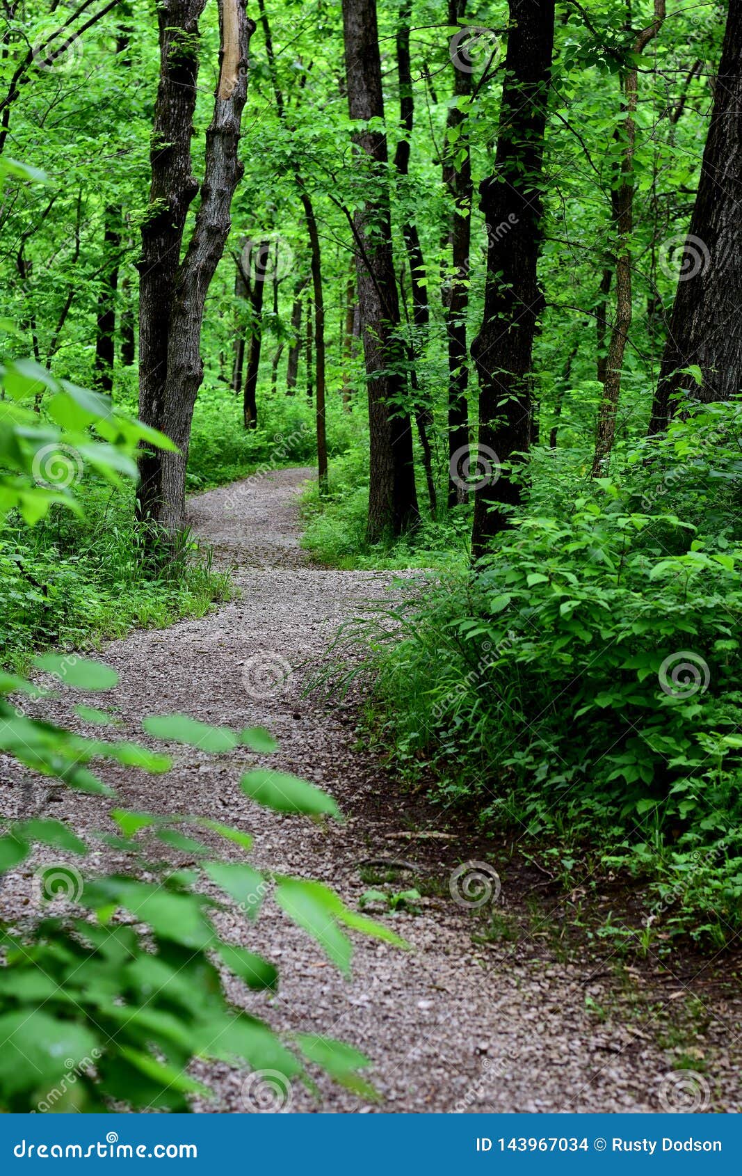 Spring Trail stock photo. Image of recreation, nature - 143967034