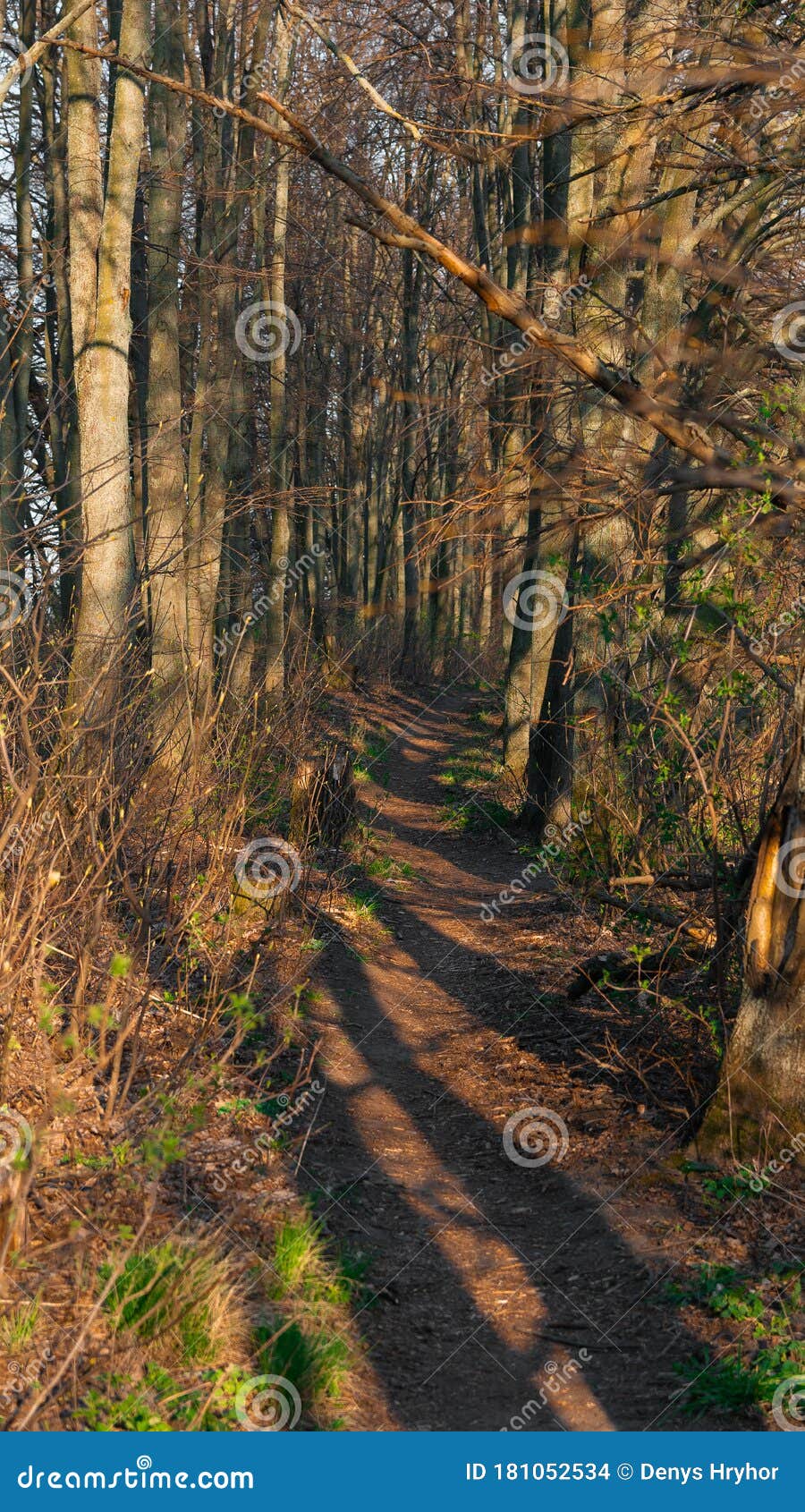 Spring Trail Walk in the Forest. Trees without Leaves Stock Photo ...