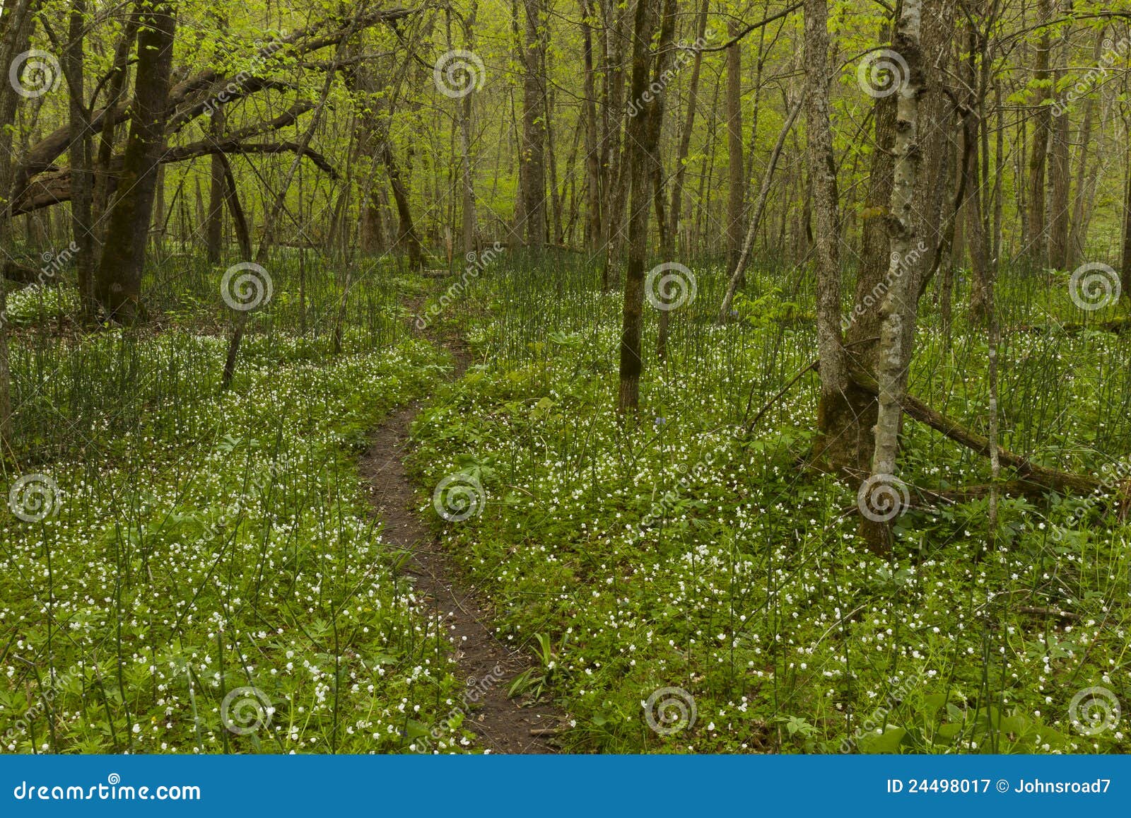 Spring Trail in Woods stock image. Image of nature, trail - 24498017
