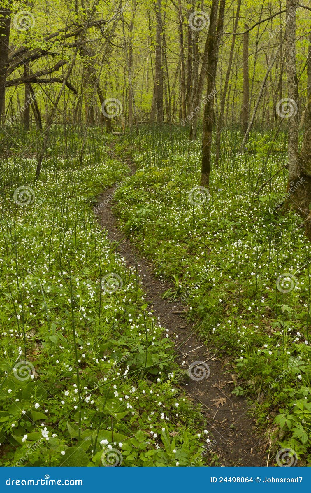 Spring Trail in Woods stock photo. Image of path, trees - 24498064