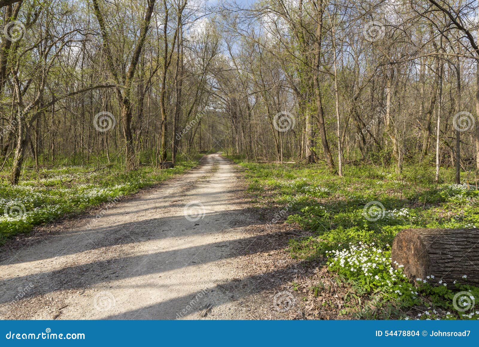 Spring Trail in Woods stock photo. Image of leisure, landscape - 54478804
