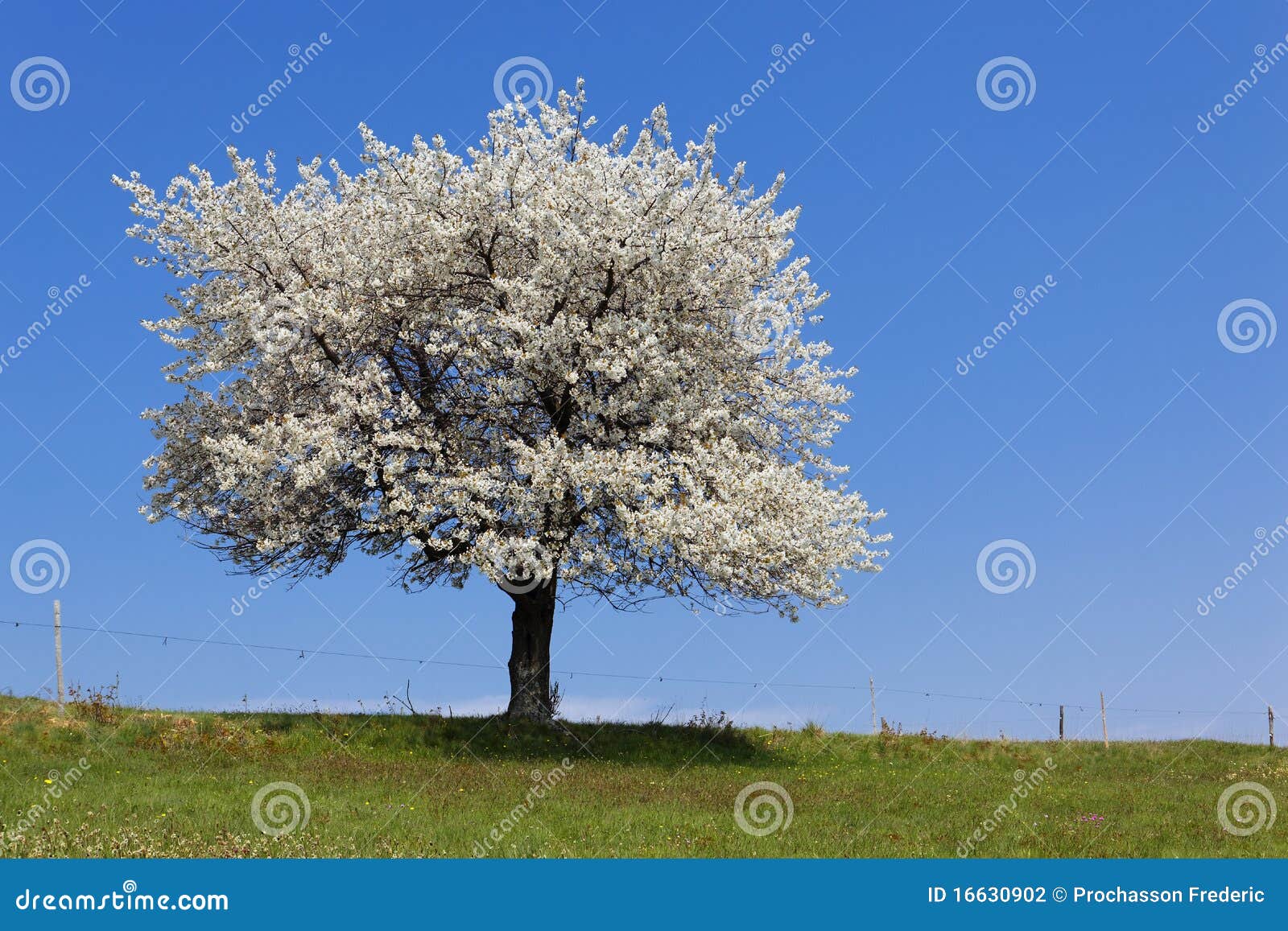 Spring tree stock photo. Image of landscape, plain, tree - 16630902