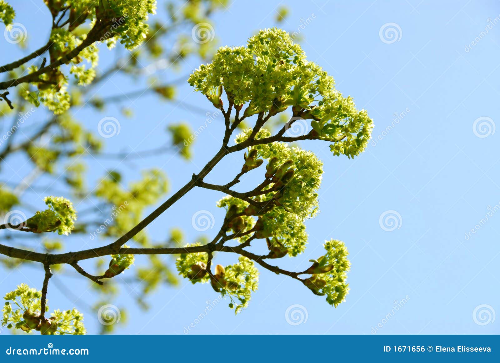 Spring tree stock photo. Image of greenery, fresh, details - 1671656