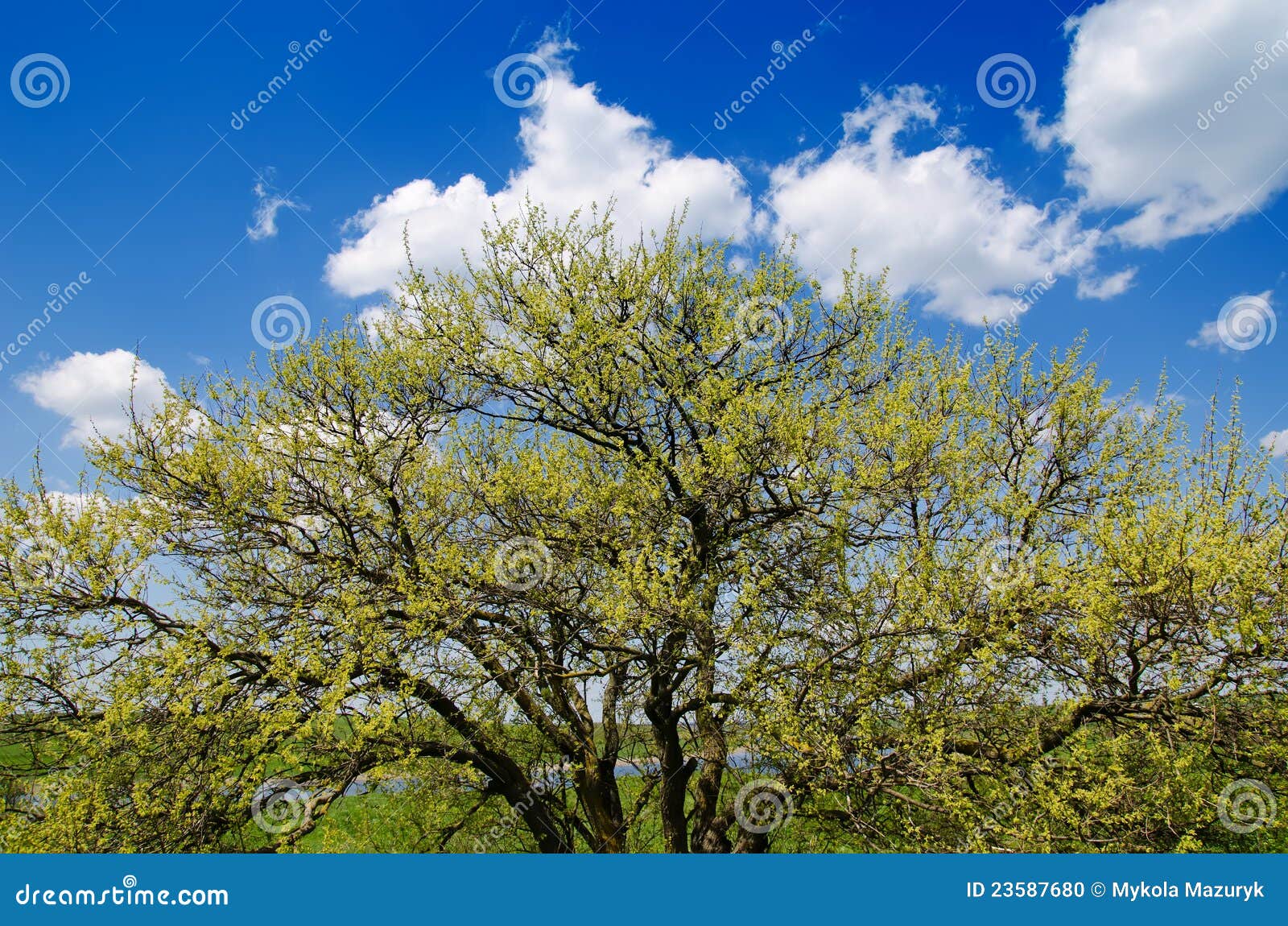 Spring tree stock photo. Image of beauty, environment - 23587680