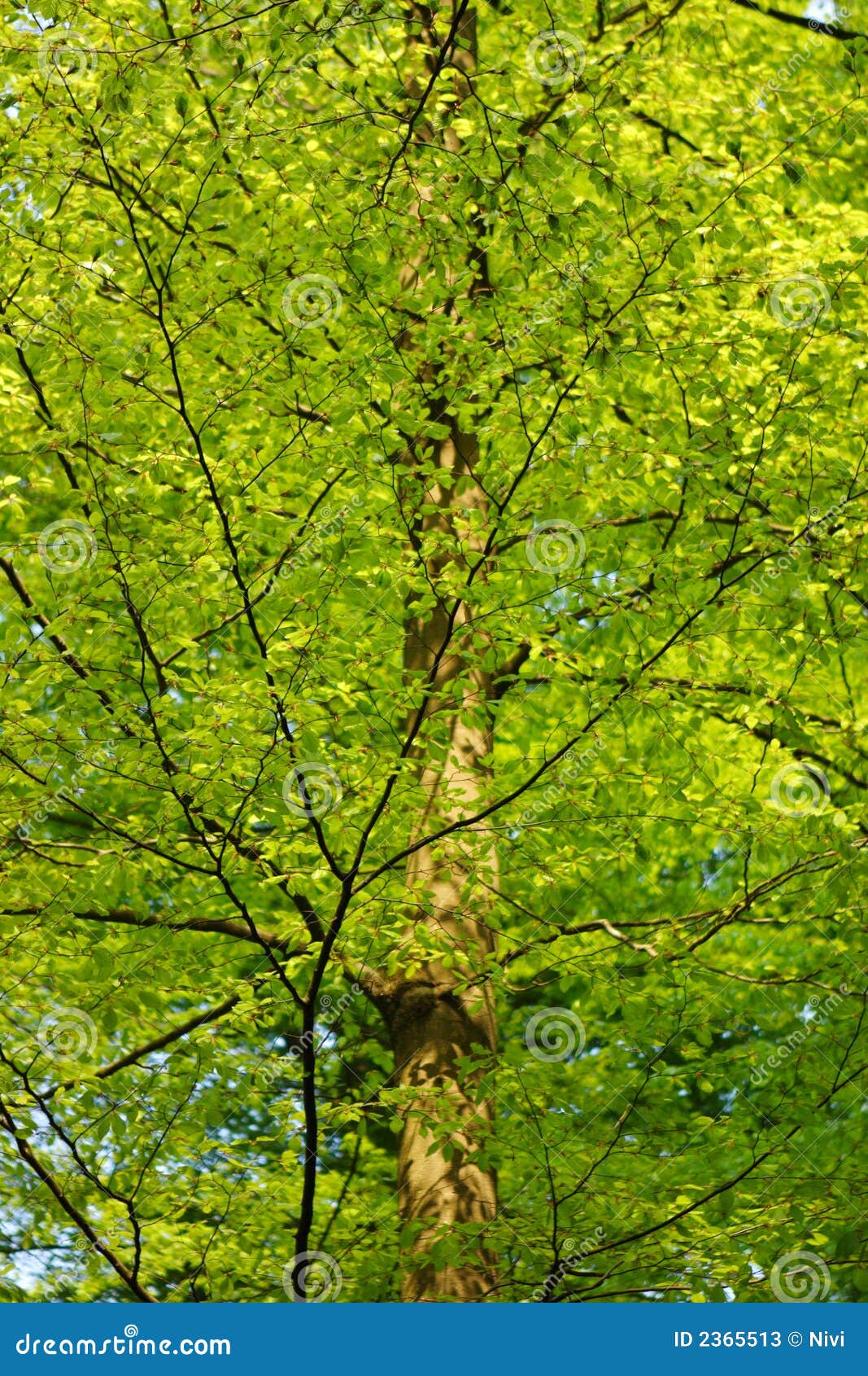 Spring Tree stock image. Image of luminous, nature, green - 2365513