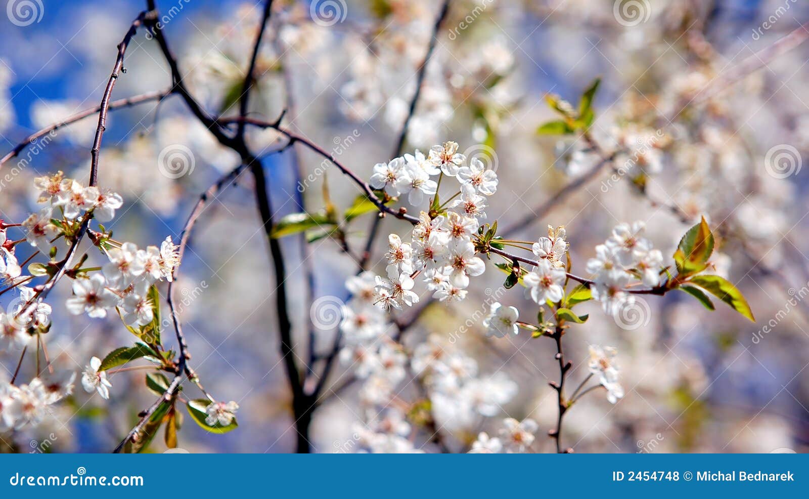 Spring tree stock photo. Image of herb, leaf, outdoor - 2454748