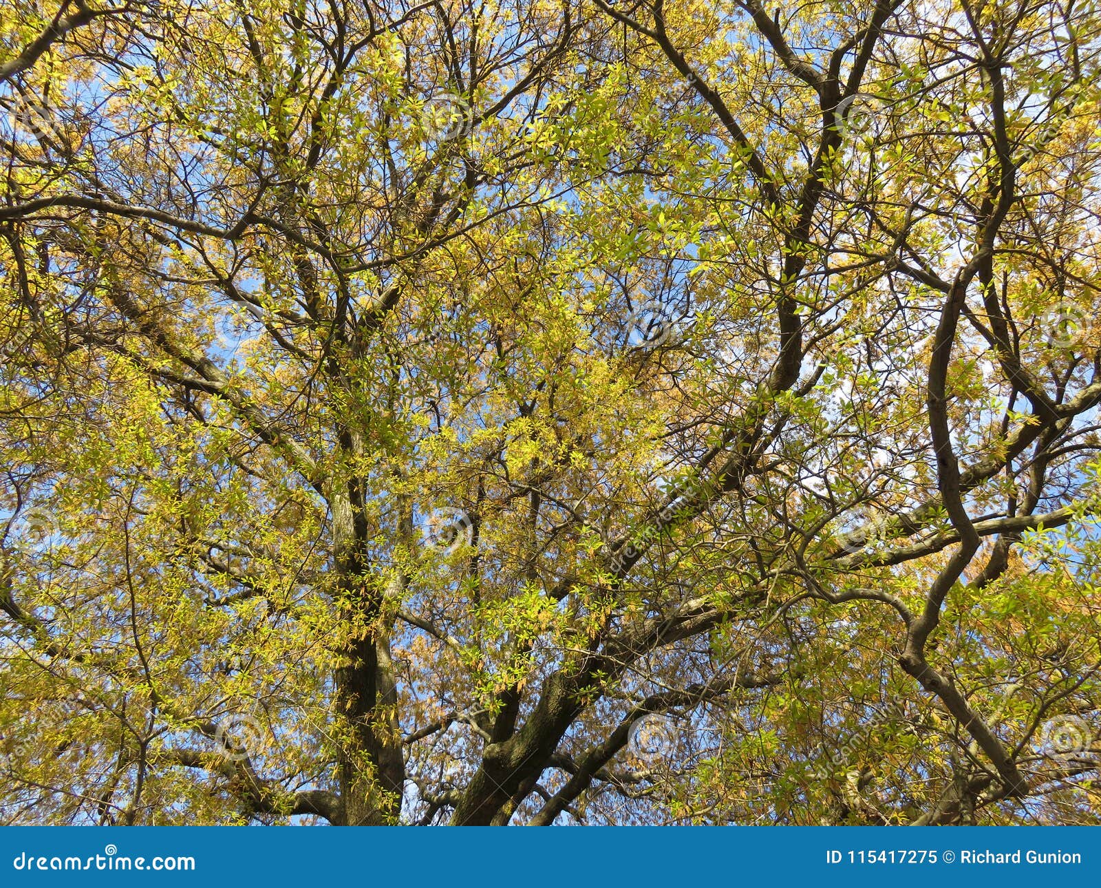 Spring Tree in April stock image. Image of nature, april - 115417275