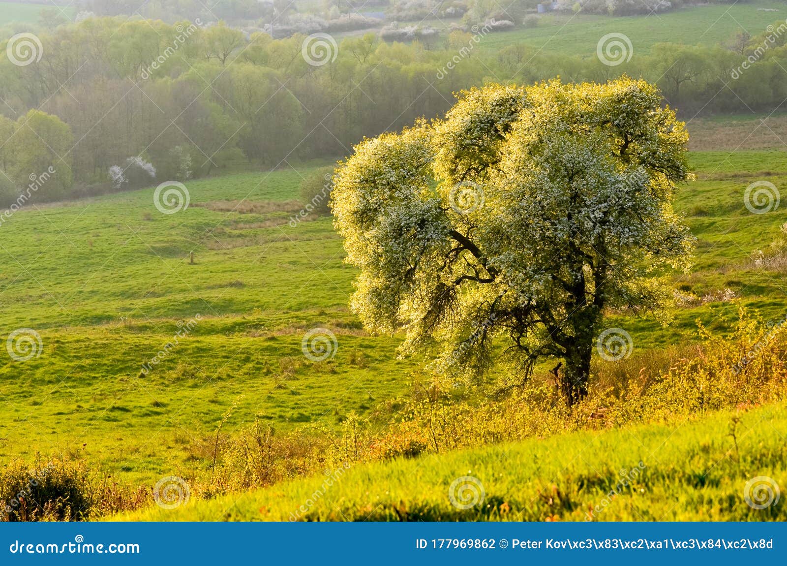 Spring Tree with Beautiful Blue Blossom Trees Stock Photo - Image of ...
