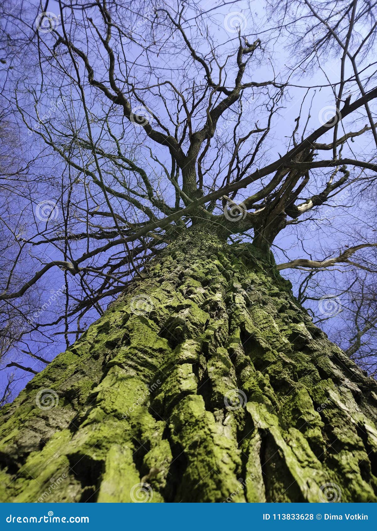 Spring tree from below stock photo. Image of park, landscape - 113833628
