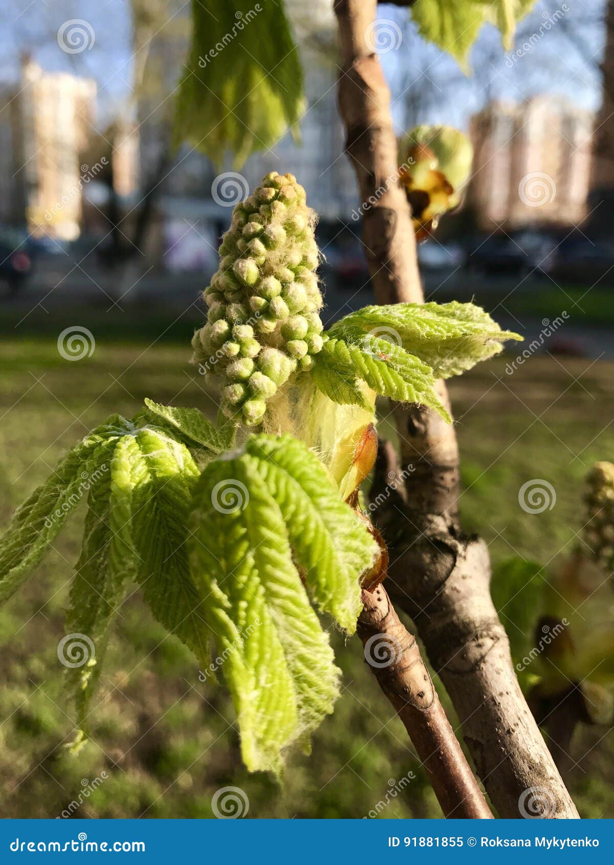 Spring Tree Bloomed on a Sunny Day Stock Image - Image of branch ...