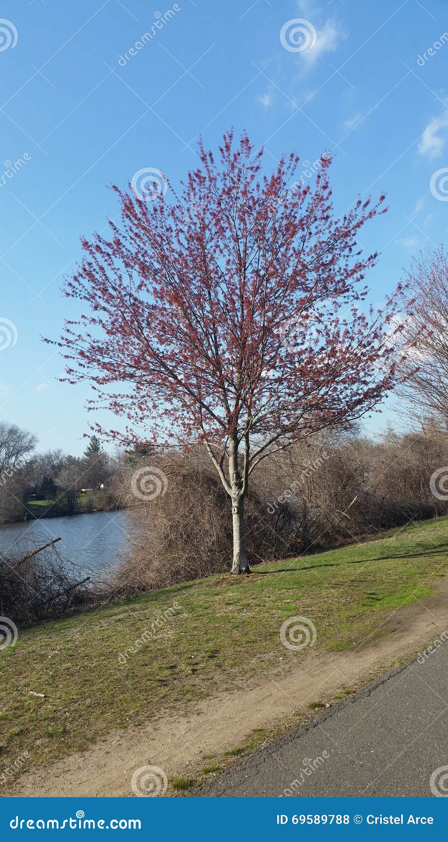 Almost spring stock photo. Image of spring, nature, tree - 69589788