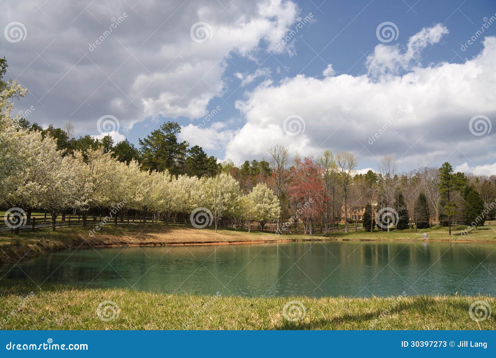 Spring Tree Blooms Around a Lake Stock Image - Image of white, lake ...