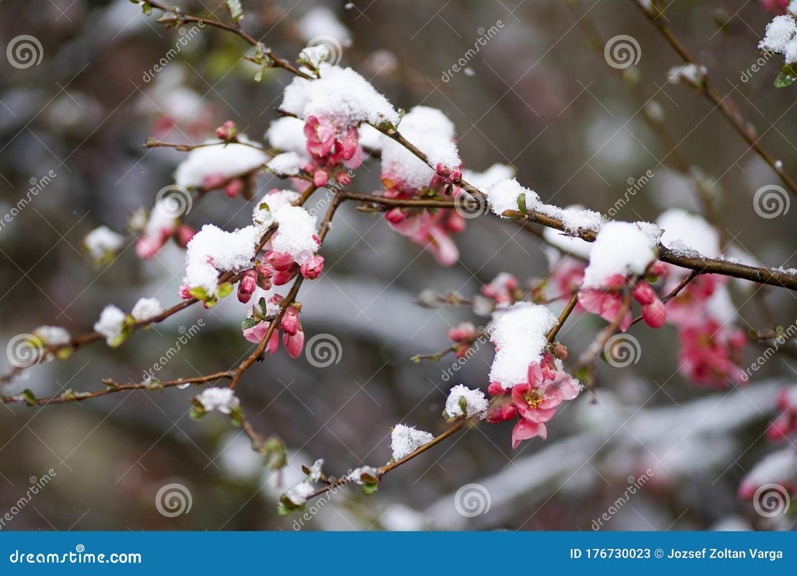 Spring Tree Blooms with Pink Flowers in March. Stock Image - Image of ...