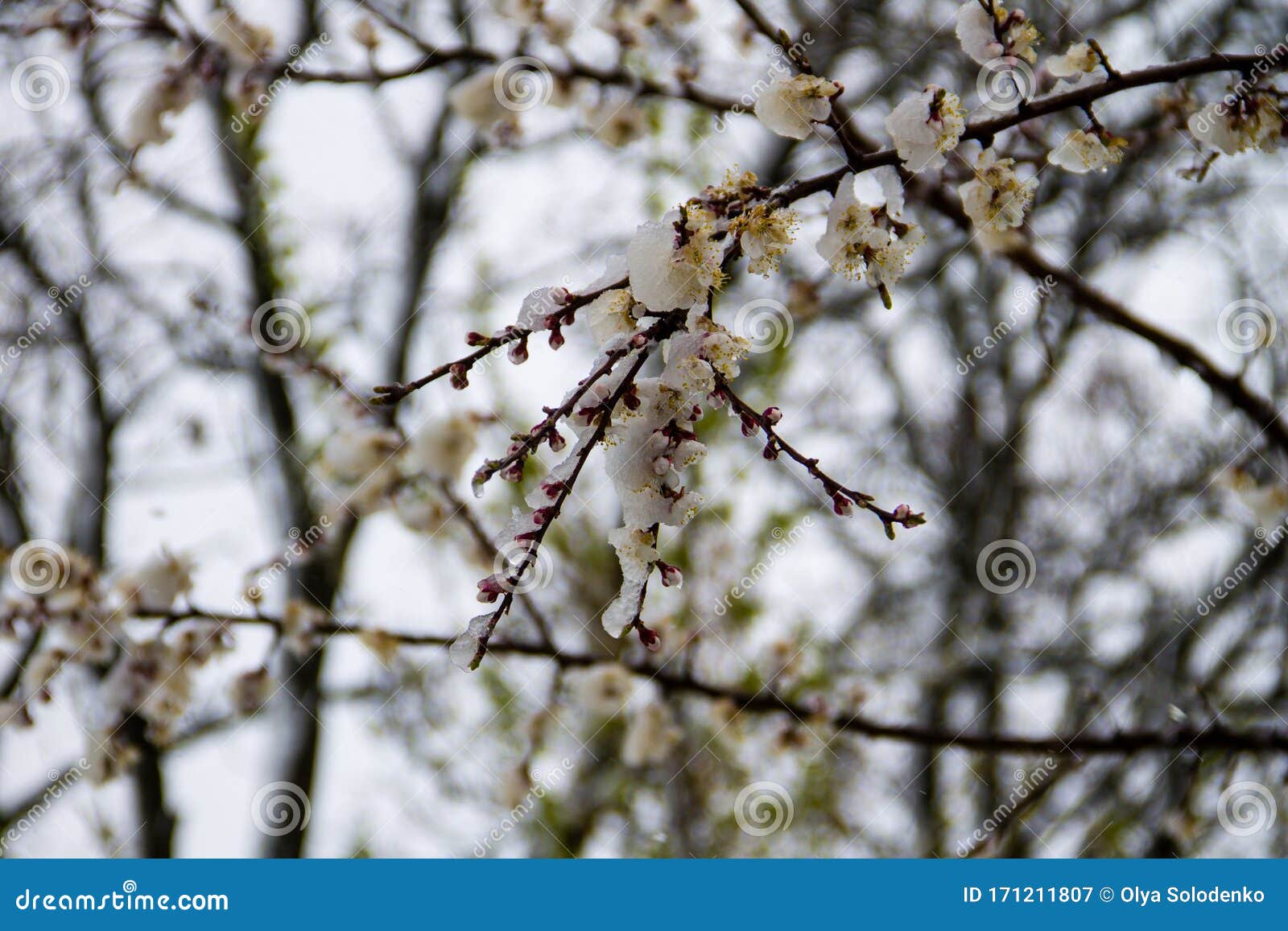 Spring Tree Blossom Covered with Sudden April Snow Cyclone in Ukraine ...