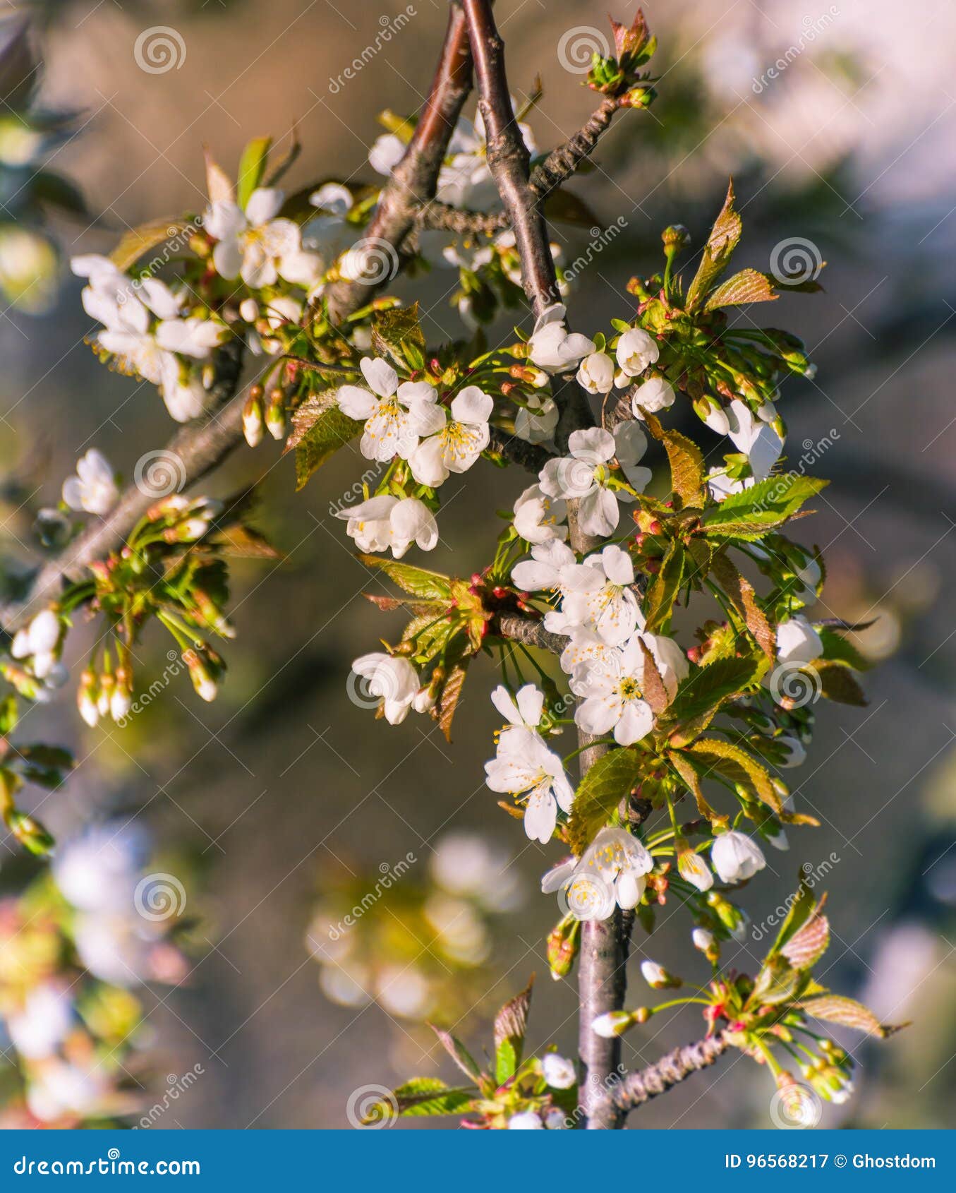 Spring tree blossom stock image. Image of blue, tree - 96568217