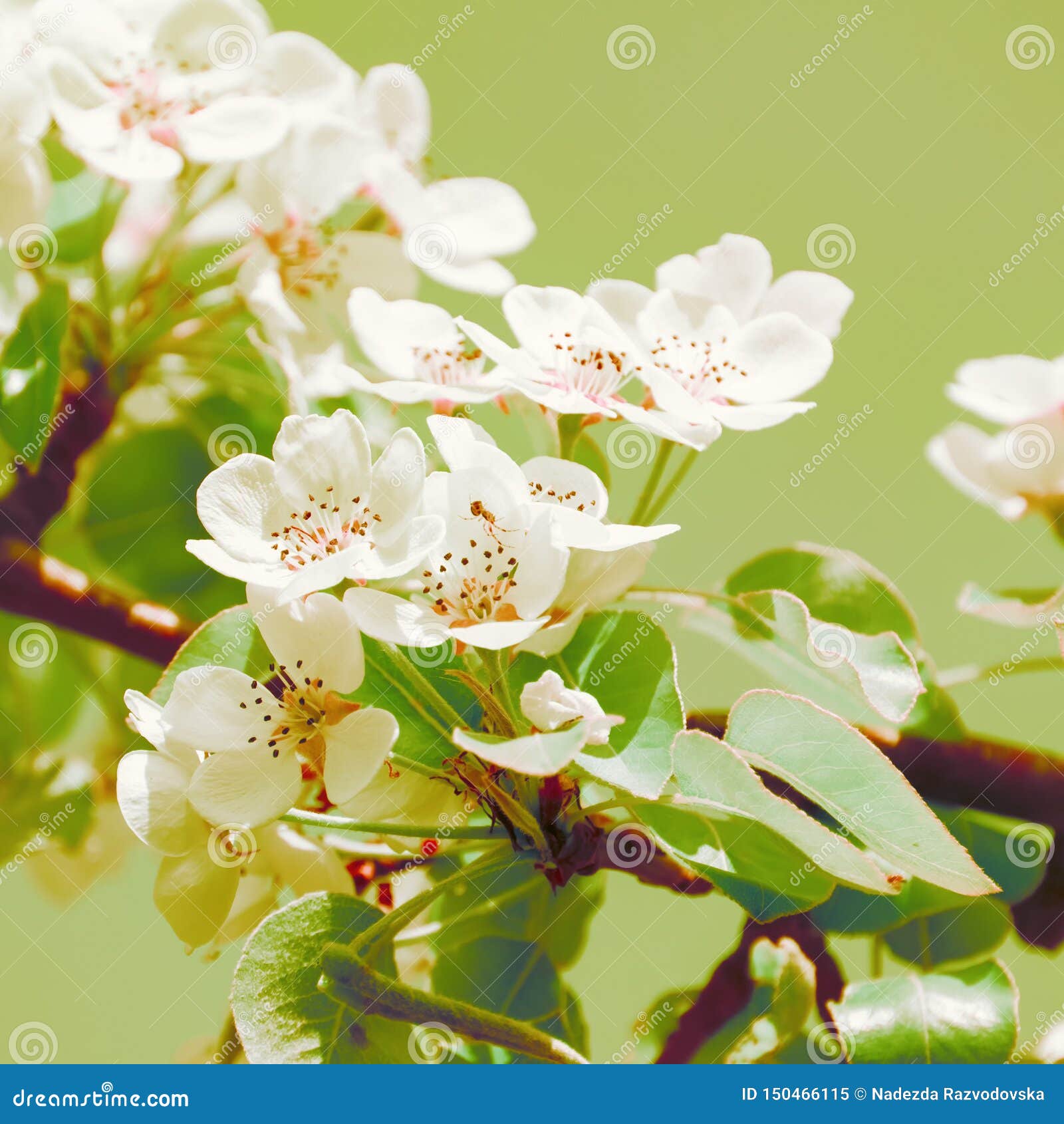 Spring Tree Blossom stock image. Image of flower, spring - 150466115