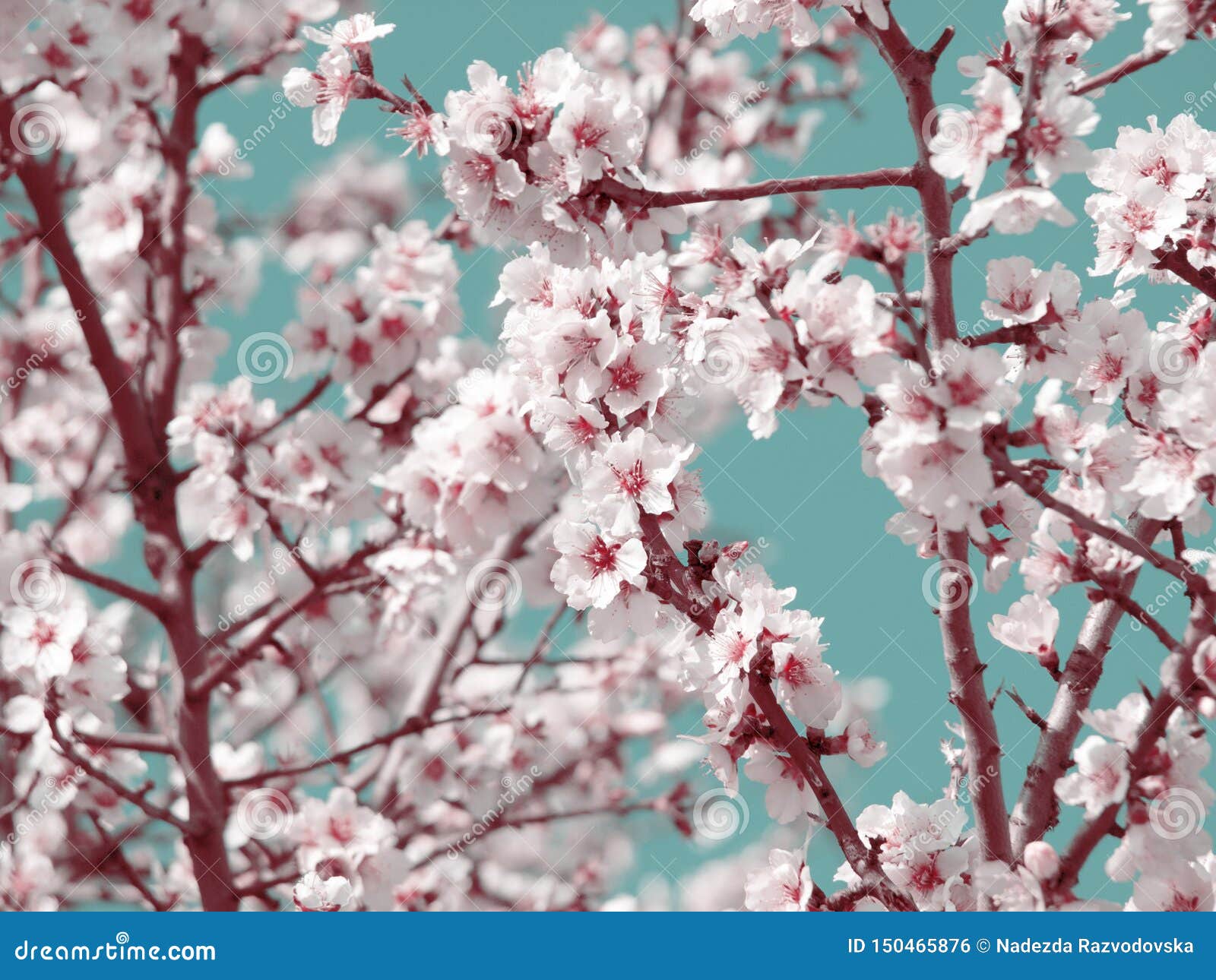 Spring Tree Blossom stock photo. Image of nature, abstract - 150465876