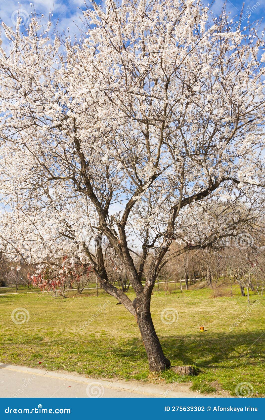 Spring Tree in Blossom in Seaside Park in Town Varna, Bulgaria Stock ...