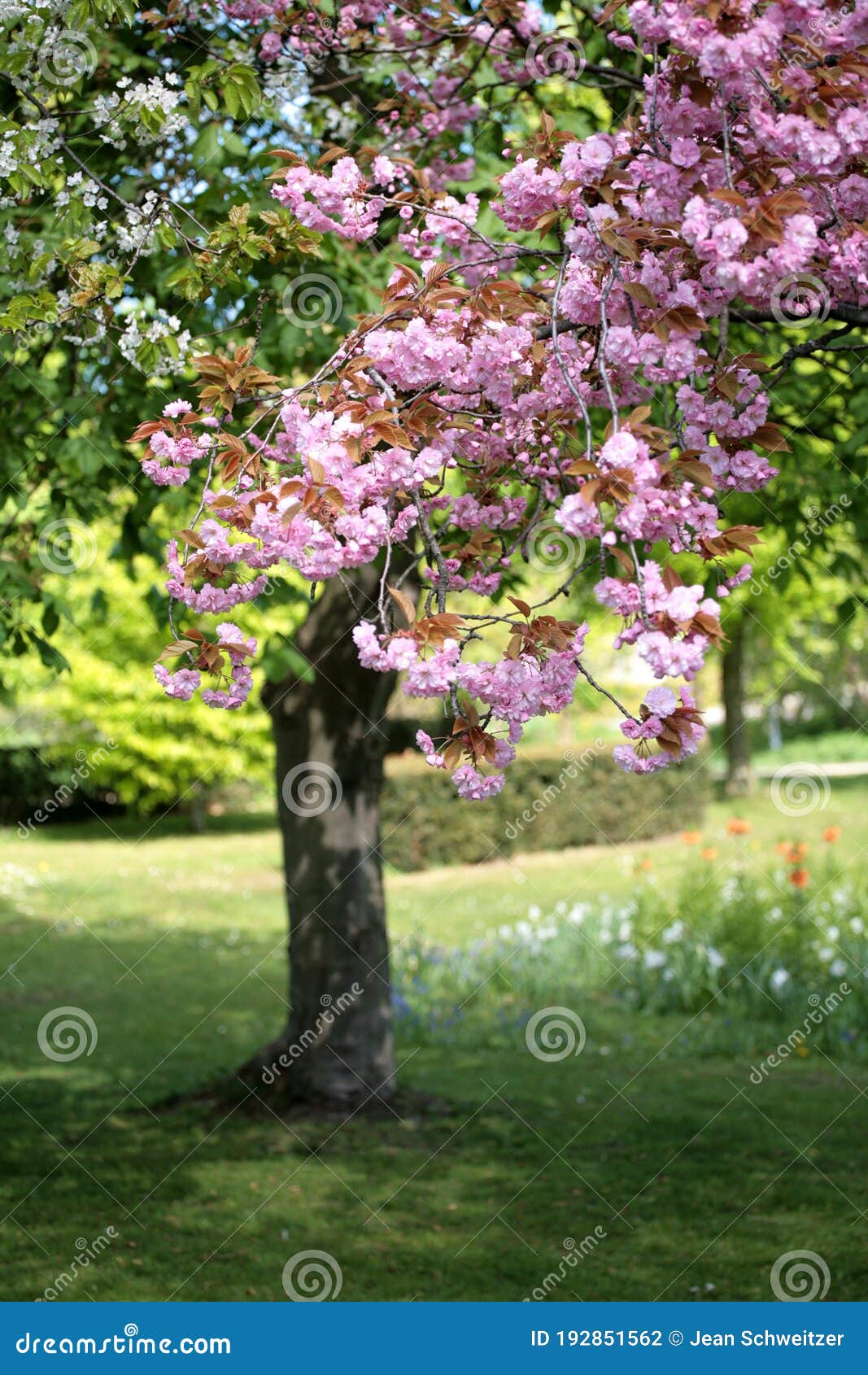 Spring tree in denmark stock photo. Image of delicate - 192851562