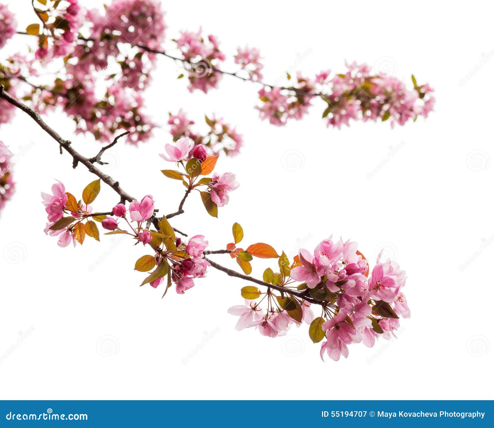 Spring Tree Blossom on White Background, Close Up Stock Image - Image ...