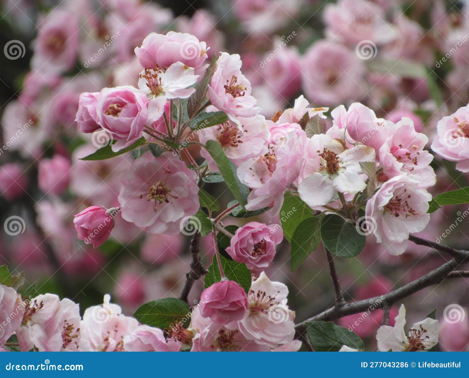 Beautiful floral tree stock photo. Image of petal, plant - 277043286