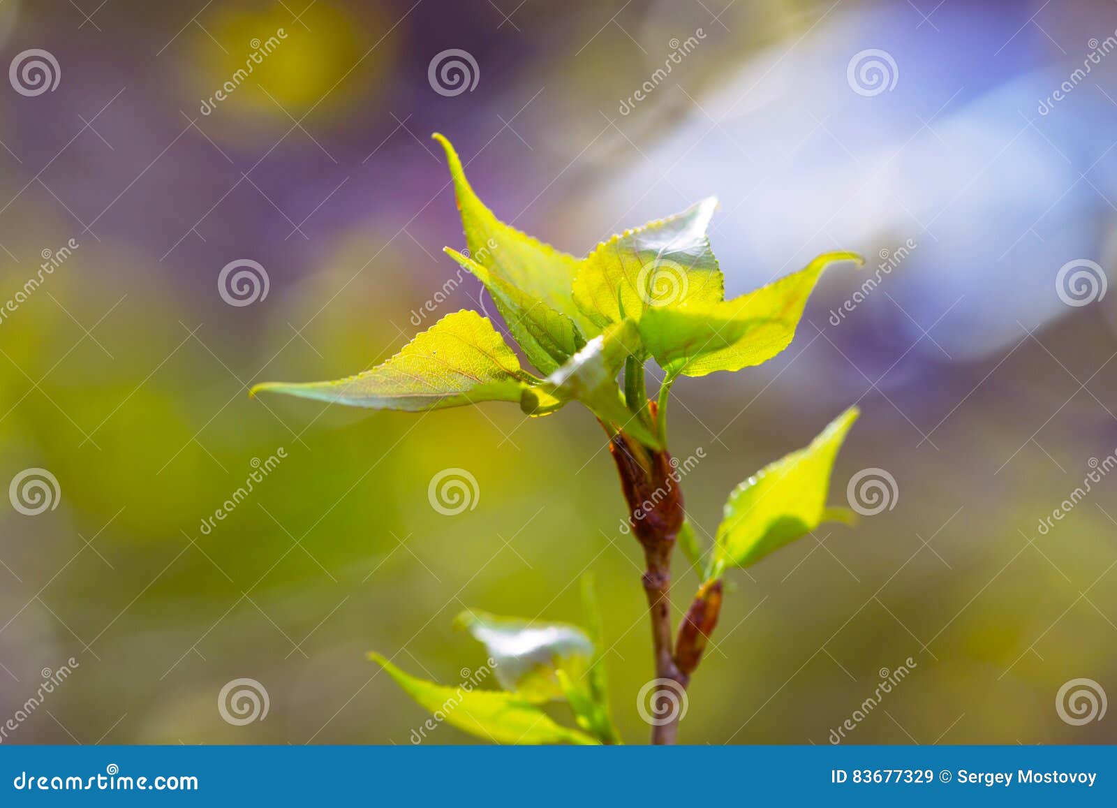 Spring stock image. Image of buds, leaf, plant, color - 83677329