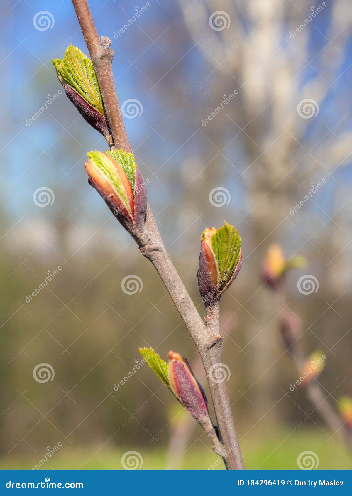 Spring Tree Branch with Buds Stock Image - Image of nature, spring ...