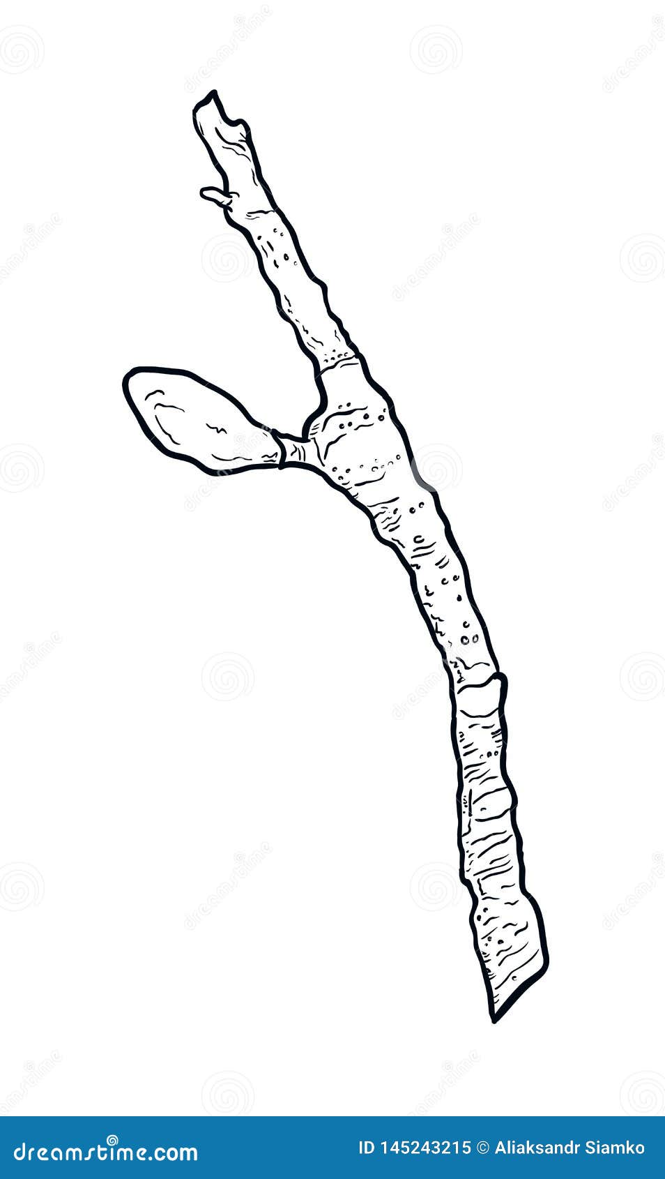 Spring Tree Branch with Buds and Small Leaves. Drawing, Vector ...