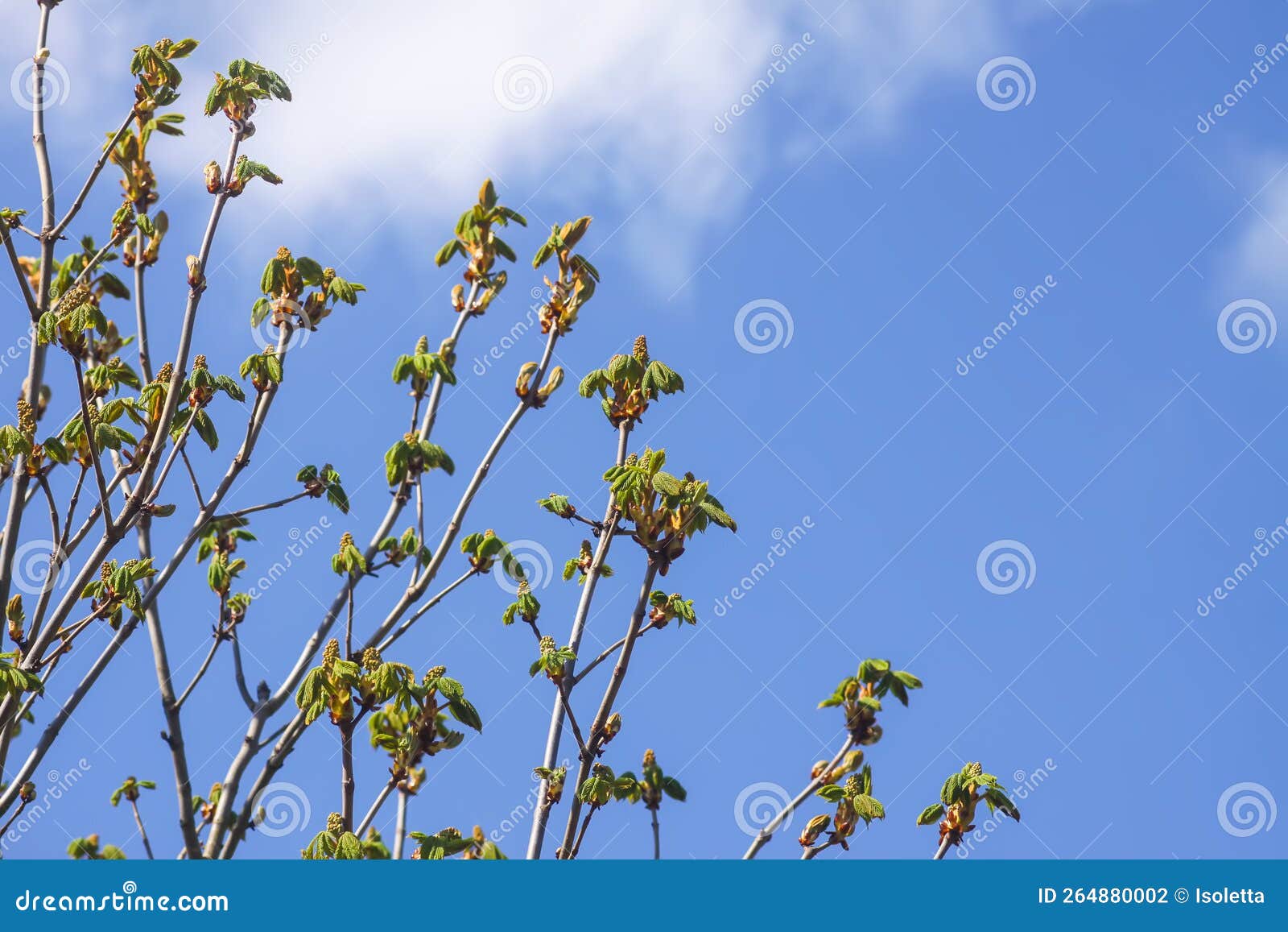 Spring Tree Branches with First Green Leaves and Buds Stock Photo ...