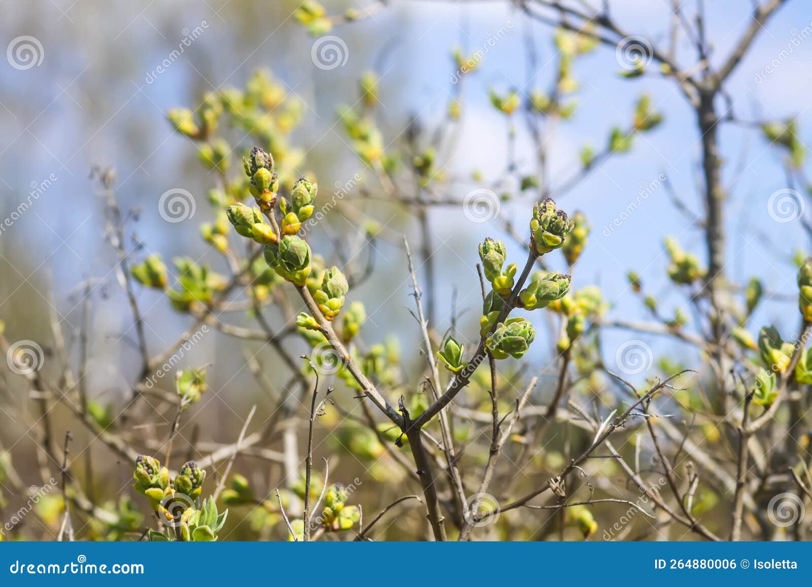 Spring Tree Branches with First Green Leaves and Buds Stock Photo ...