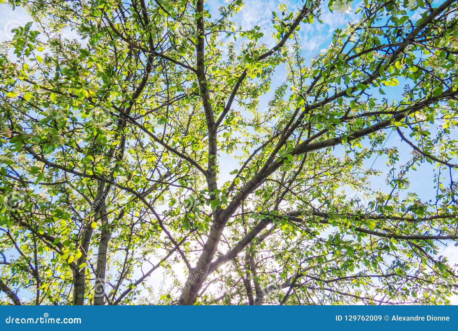 Spring Tree Branches Full of Life Stock Image - Image of forest, birch ...